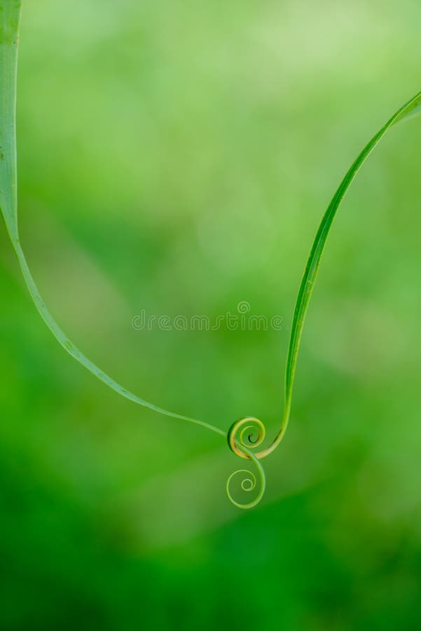 Spiral leaf stock image. Image of asymmetry, botany, detail - 18625143
