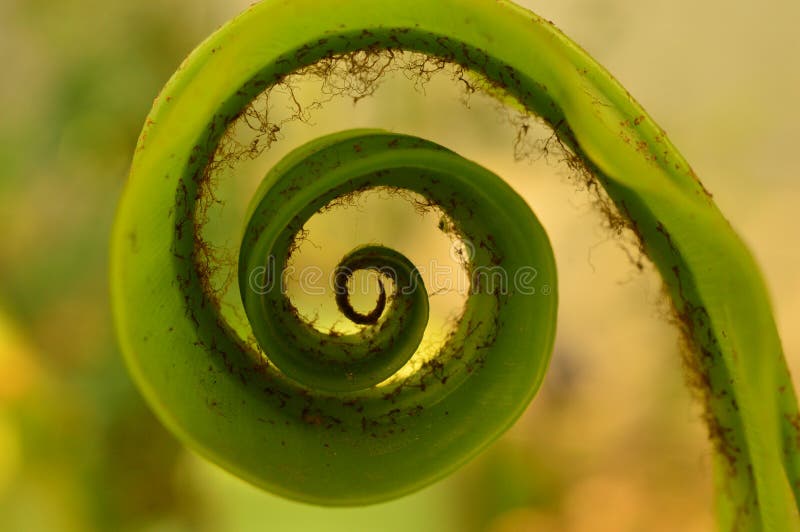 Spiral leaf stock image. Image of asymmetry, botany, detail - 18625143