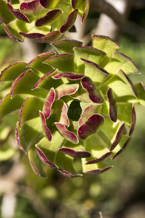 Spiral Leaf Pattern of an Aeonium Succulent Plant Stock Photo - Image ...