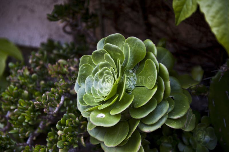 Spiral Leaves stock image. Image of bright, botany, flower - 25191763