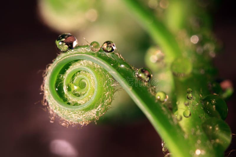 Spiral orbit stock photo. Image of growth, detail, enlargement - 13208028