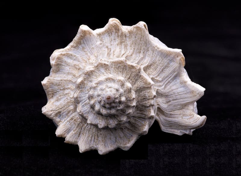 Spiral Part of a Conch Shell. Stock Photo - Image of macro, natural ...