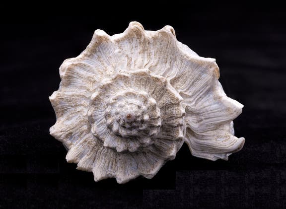 Spiral Part of a Conch Shell. Stock Photo - Image of macro, natural ...