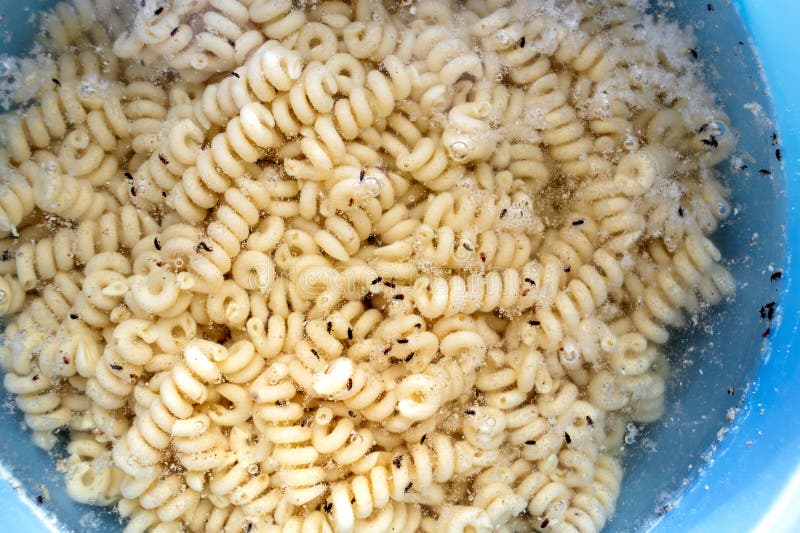 Spiral Pasta Infested with Flour Weevil Beetle. Improper Storage of ...