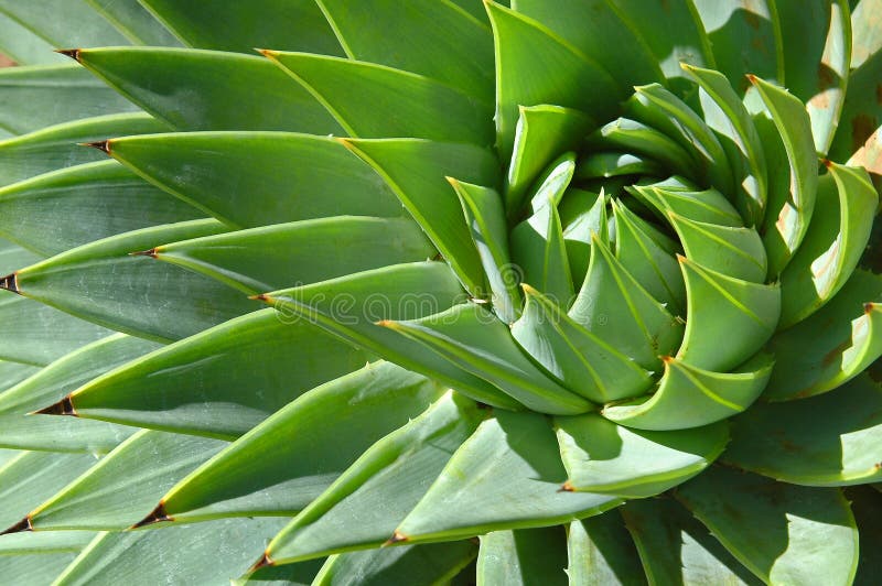 Vivid Green Spiral Aloe Plant Stock Photo - Image of close, fresh: 11196184