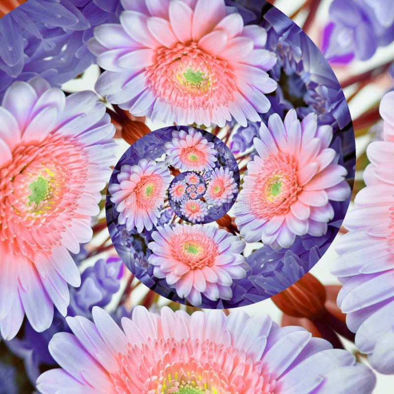 Spiral of Pink Gerbera Flowers with Purple, Spiral of Pink Daisy ...