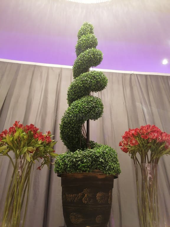 Spiral plant for home stock photo. Image of decoration - 401162848