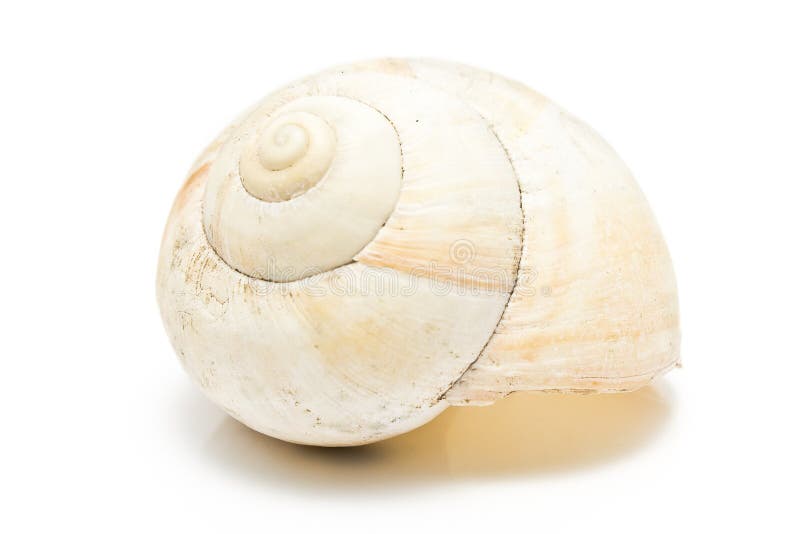 Spiral sea shell stock photo. Image of biology, spiral - 20135808