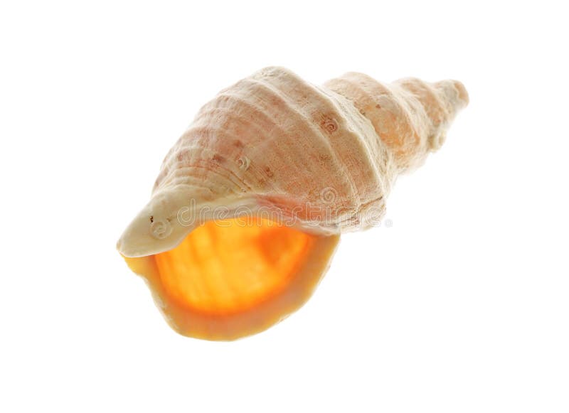 Spiral sea shell stock photo. Image of empty, conch, shape - 23352608