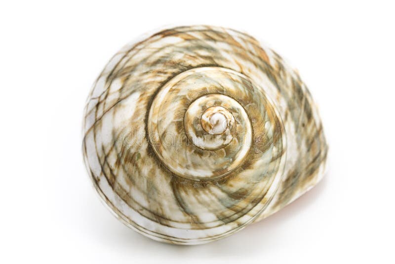 Spiral sea shell stock photo. Image of orange, seashell - 23761566
