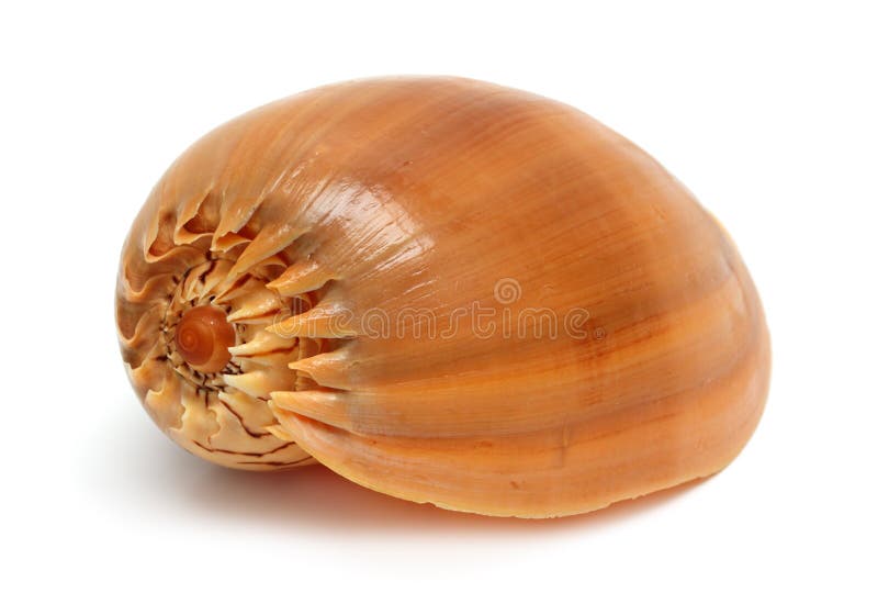 Spiral sea shell close-up stock image. Image of summer - 18400315