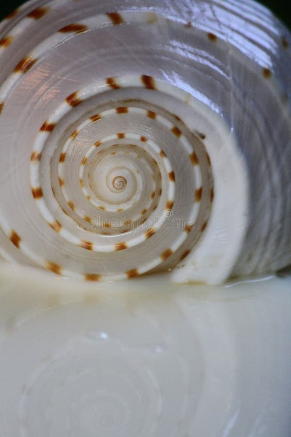 Spiral Seashell stock photo. Image of mineral, ridges - 43349660