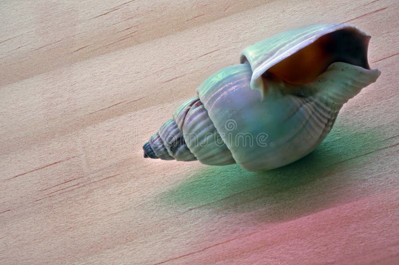 Spiral sea shell close up stock image. Image of blue - 259623745