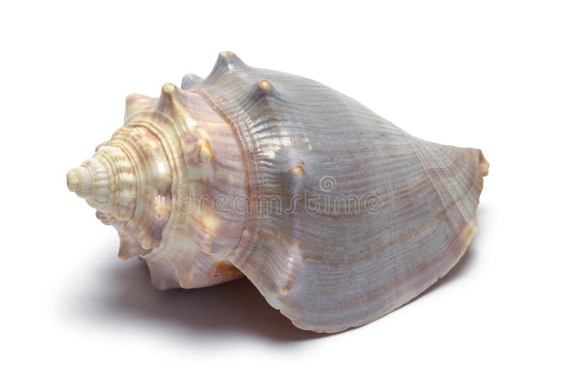 Spiral Sea Shell stock image. Image of ocean, seashell - 343227861