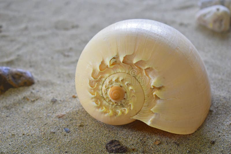 Spiral coiled sea shell stock image. Image of pale, blue - 101542047