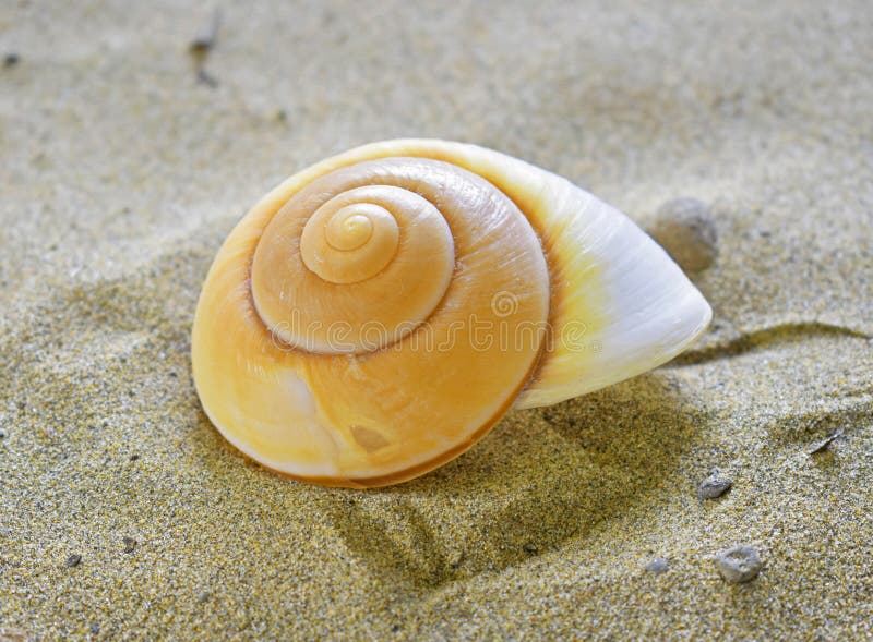 Single Beautiful Sea Shell on a Sandy Beach Stock Photo - Image of ...