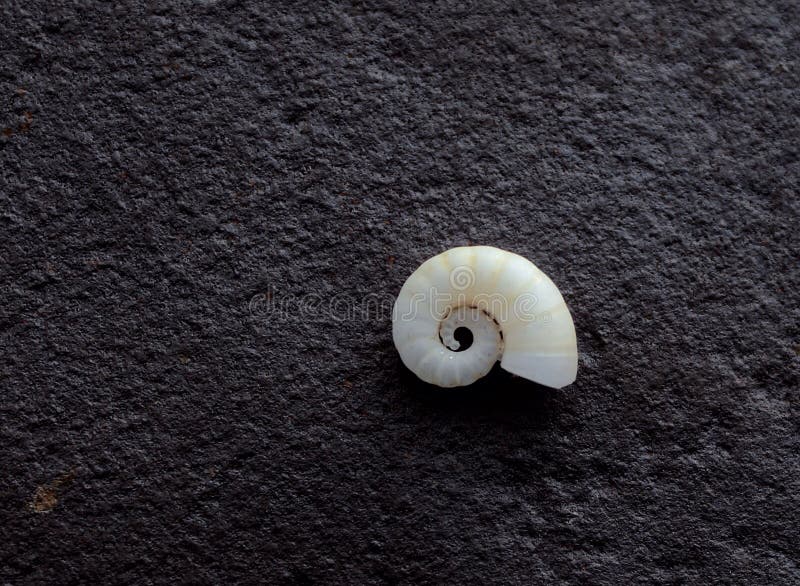 White Spiral Sea Worm Shell Stock Photos - Free & Royalty-Free Stock ...