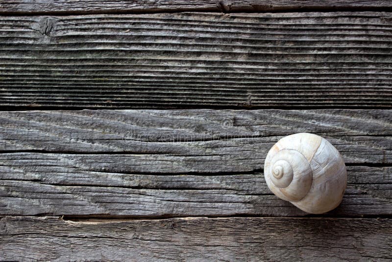 Spiral sea shell stock photo. Image of biology, spiral - 20135808