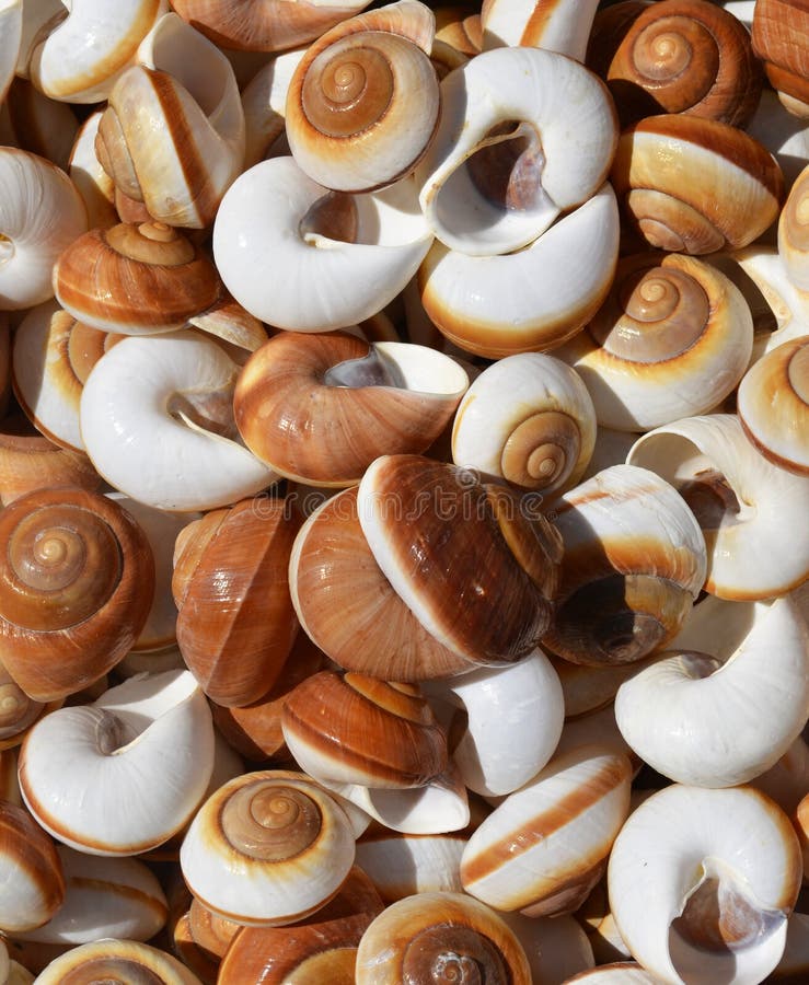 Spiral Sea Shells Background Stock Image - Image of spiral, beauty ...