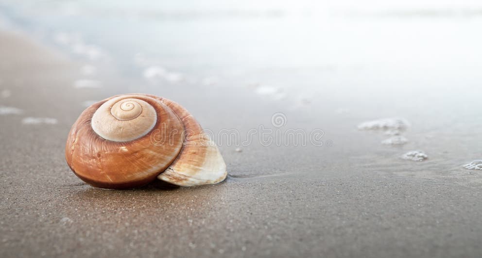 27,122 Spiral Seashell Stock Photos - Free & Royalty-Free Stock Photos ...