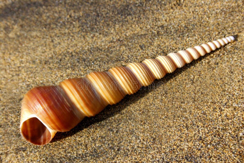 Spiral Seashell stock photo. Image of water, outdoor, blue - 278578 Spiral Seashell stock photo. Image of water, outdoor, blue - 278578