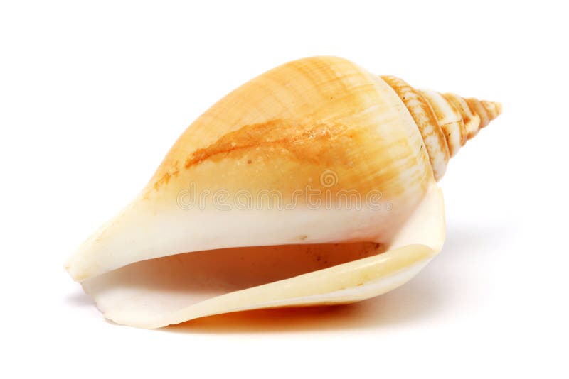 Spiral seashell background stock image. Image of object - 15074807