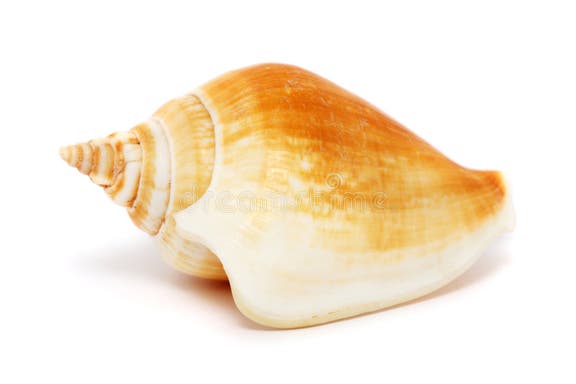 595 Whelk Spiral Stock Photos - Free & Royalty-Free Stock Photos from ...