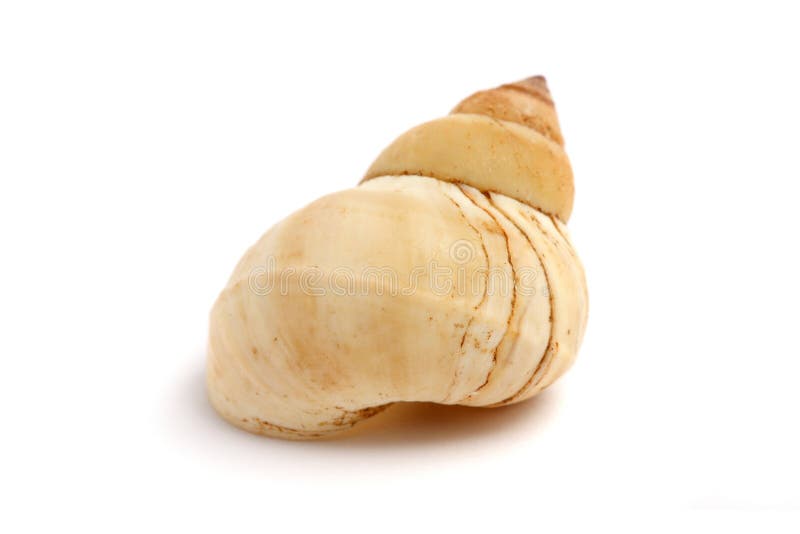 Spiral seashell background stock image. Image of object - 15074807