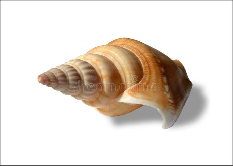 Seashell stock photo. Image of species, scallop, ocean - 118618