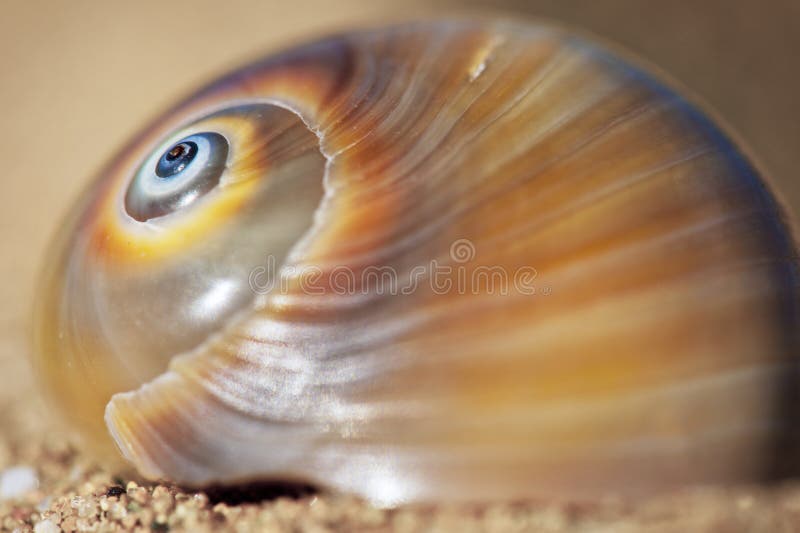 Spiral Seashell stock image. Image of natural, beauty - 58791089