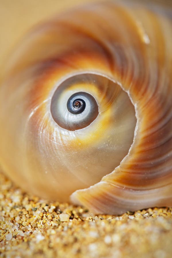 Spiral Seashell stock photo. Image of resort, beautiful - 58791244