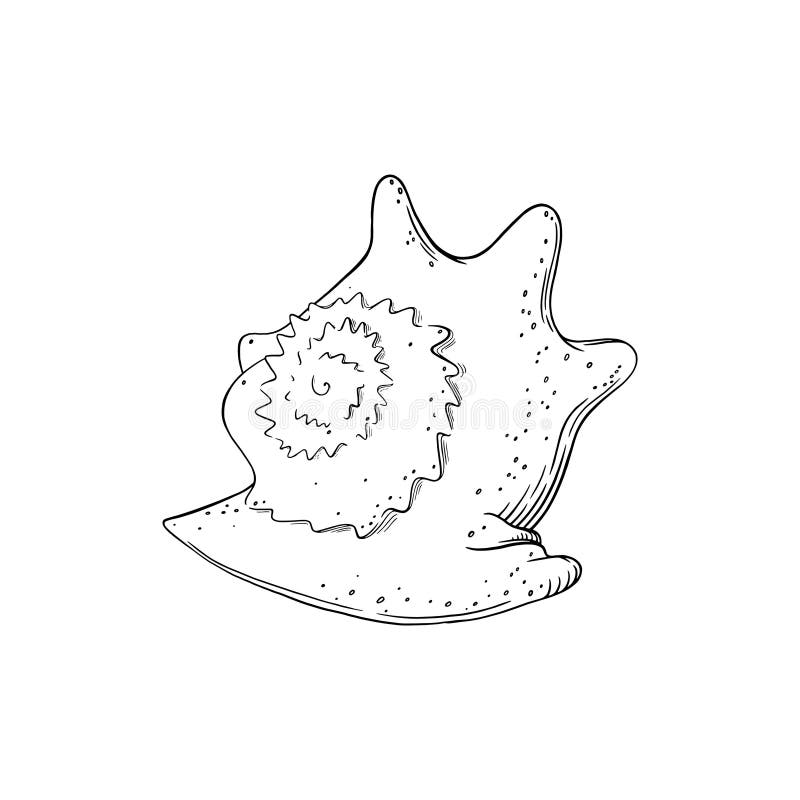 Spiral Seashell Isolated in White Background. Marine Shell Sketch ...