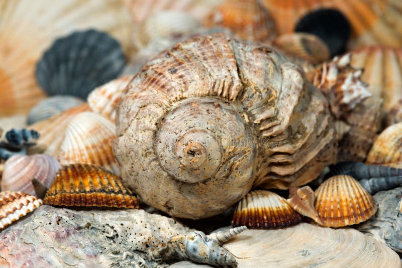 Spiral Seashell - Macro Photo Stock Photo - Image of colorful, biology ...