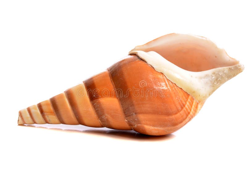 Spiral Seashell and Stones stock photo. Image of shell - 48048260
