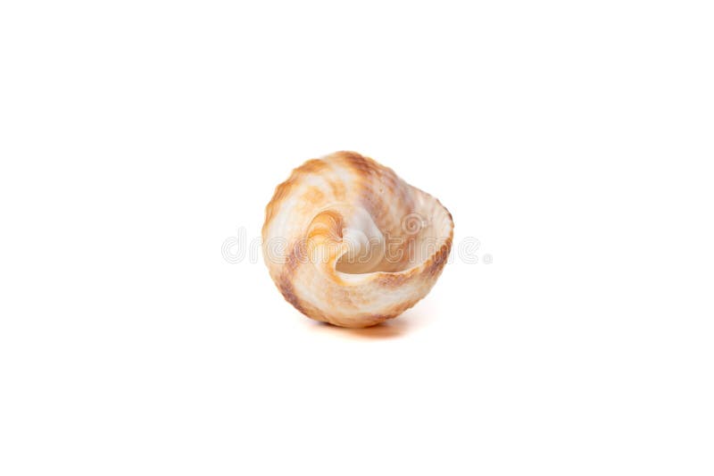 Spiral Seashell Opening View White Background Stock Photos - Free ...
