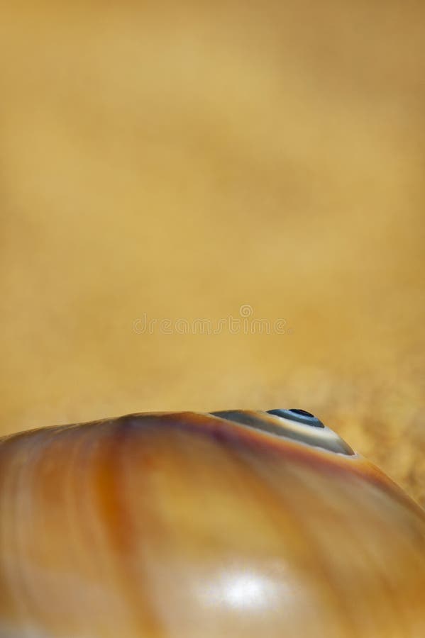 Spiral Seashell and Stones stock photo. Image of shell - 48048260