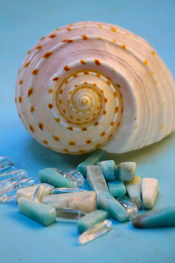 Spiral Seashell and Stones stock photo. Image of shell - 48048260