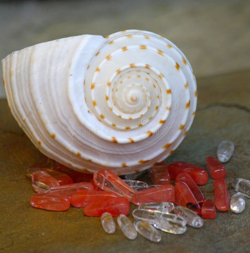 Spiral Seashell and Stones stock photo. Image of shell - 48048260