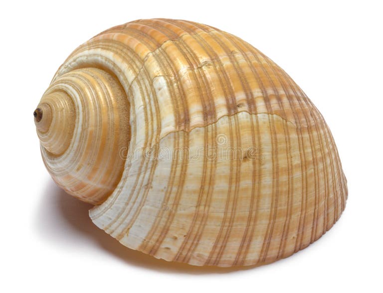 Spiral Seashell stock image. Image of spikes, ocean - 333511267