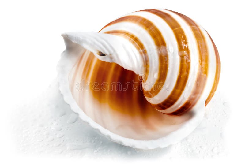 Spiral seashell. stock image. Image of object, seashell - 32810683