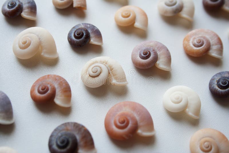 Spiral Seashells Pattern Close Up Stock Photo - Image of orange ...