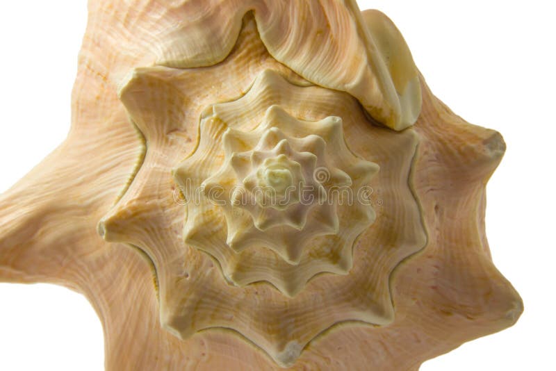 Spiral shaped shell stock image. Image of dacopy, coastline - 27338145