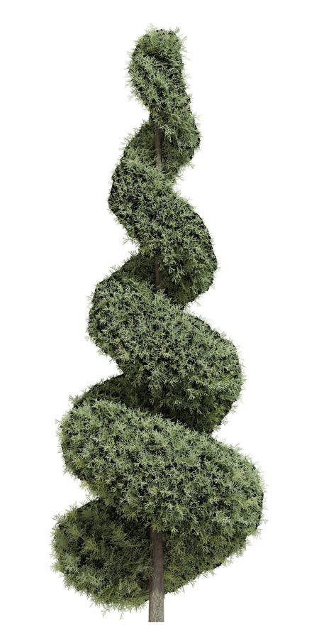 Spiral-shaped Topiary Tree in Garden Stock Image - Image of form ...