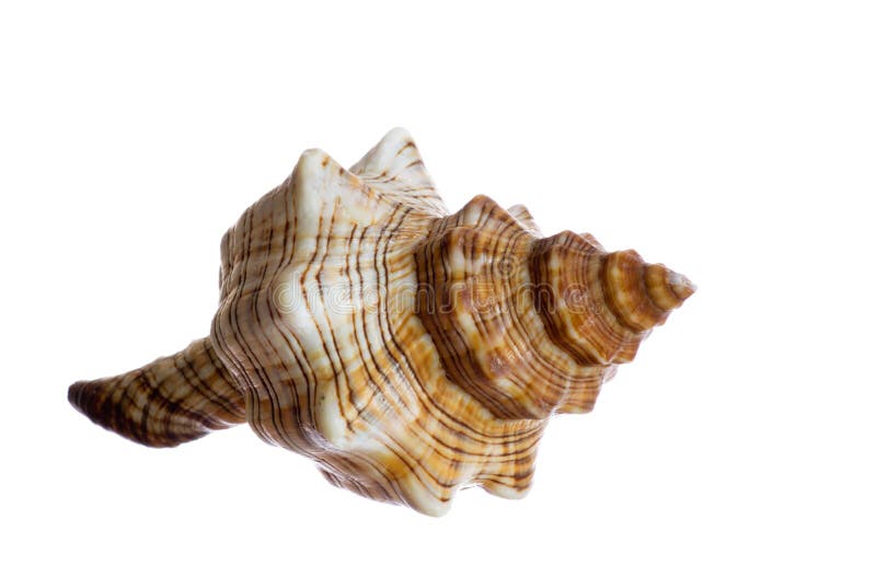 Spiral shell stock photo. Image of resort, background - 2418036