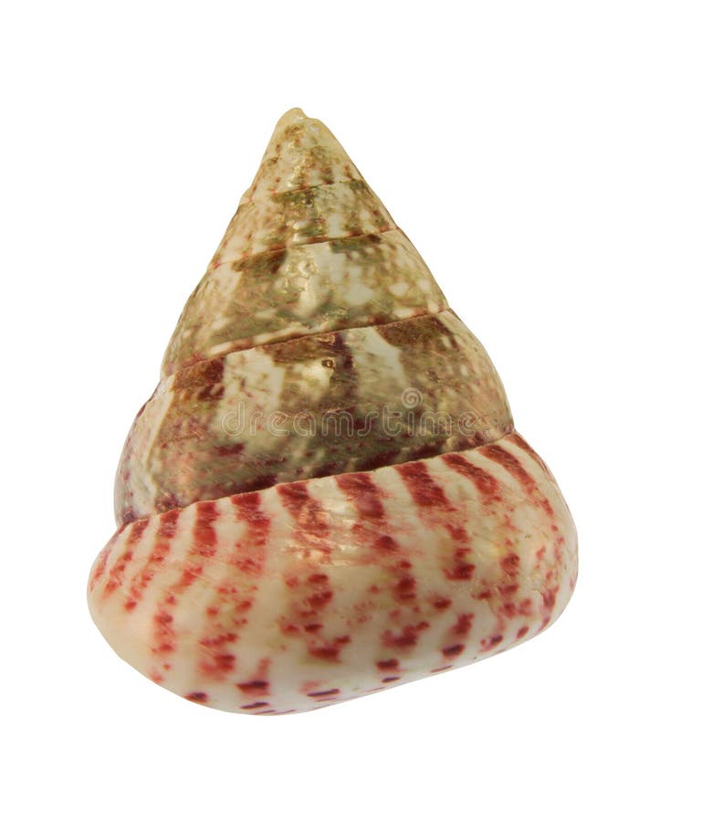 Pointy Shell stock photo. Image of ocean, background, seashore - 5589528