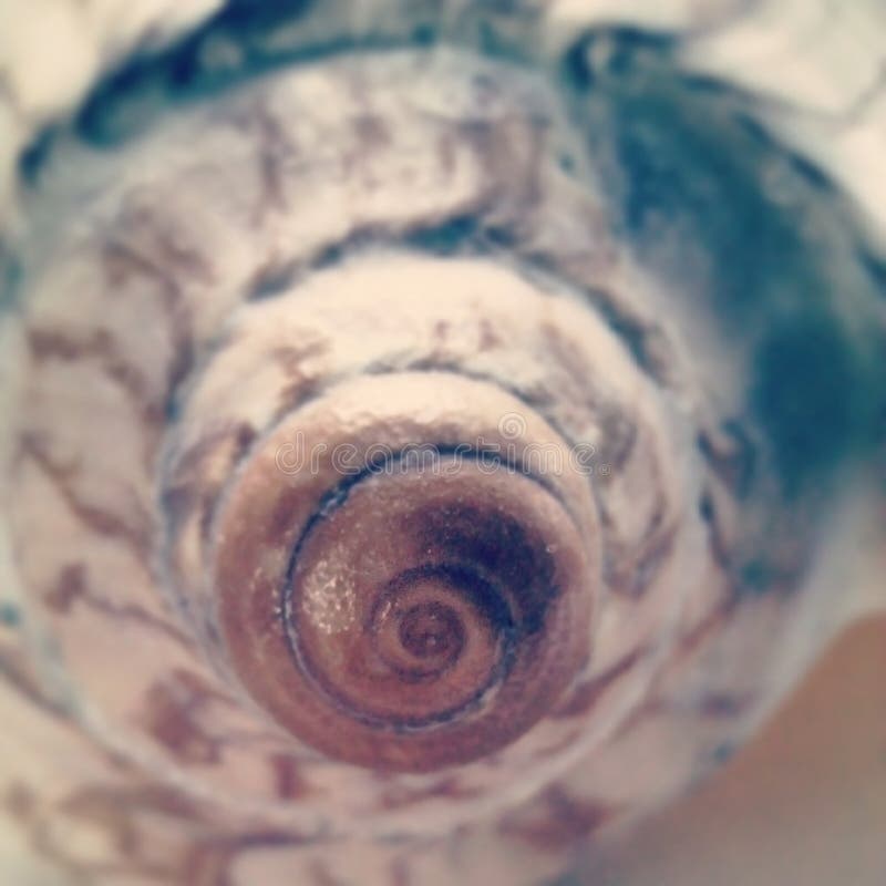 Spiral on sea shell stock photo. Image of swirl, sealife - 10610736