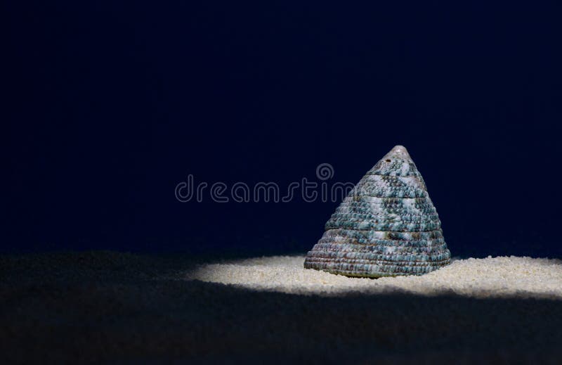 Spiral Shell on the Beach in Stage Light, Creative Art Design Stock ...