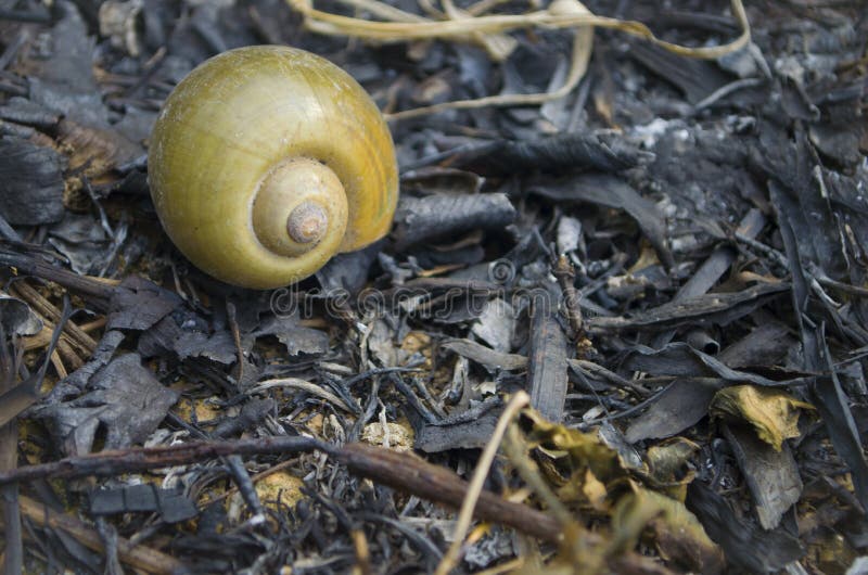 Spiral shell stock image. Image of animal, scuba, seashell - 39458605