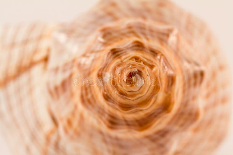 Spiral shell stock photo. Image of spiral, animal, conch - 31490488