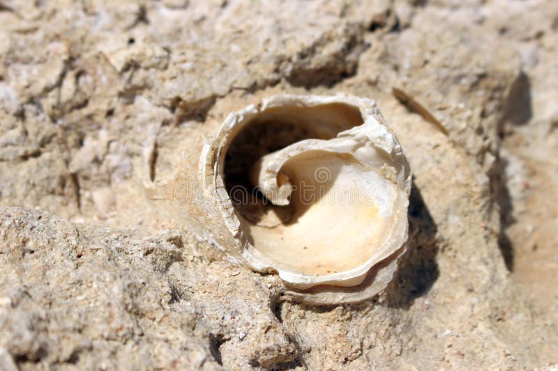 Spiral Shell Fossil Embedded in a Textured Rock Surface Under Natural ...